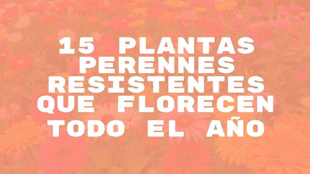 15 plantas perennes resistentes que florecen todo el año - Nohomedesign