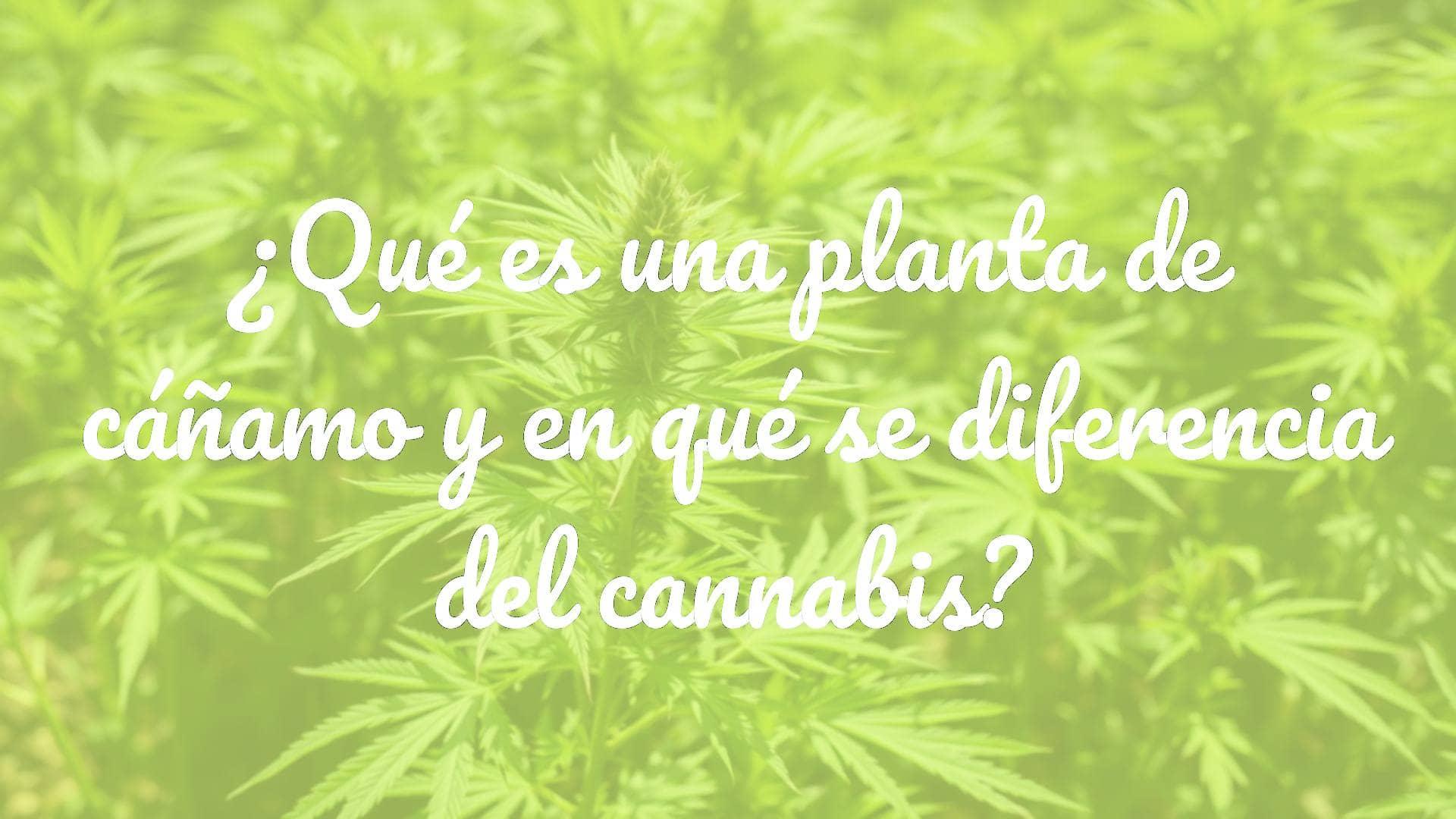 ¿Qué es una planta de cáñamo y en qué se diferencia del cannabis ...